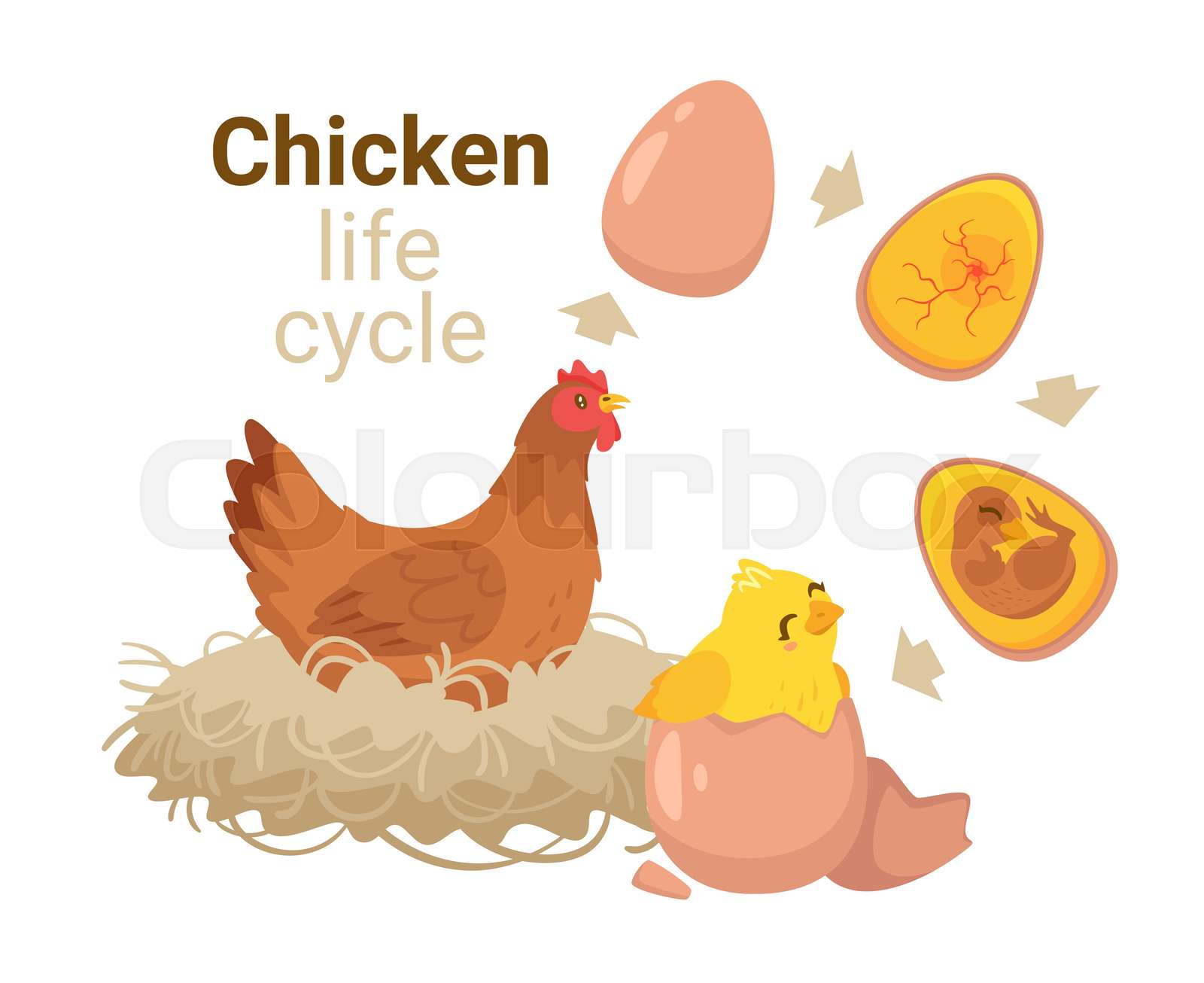 Kids educational illustration of the hatching process. | Stock vector ...