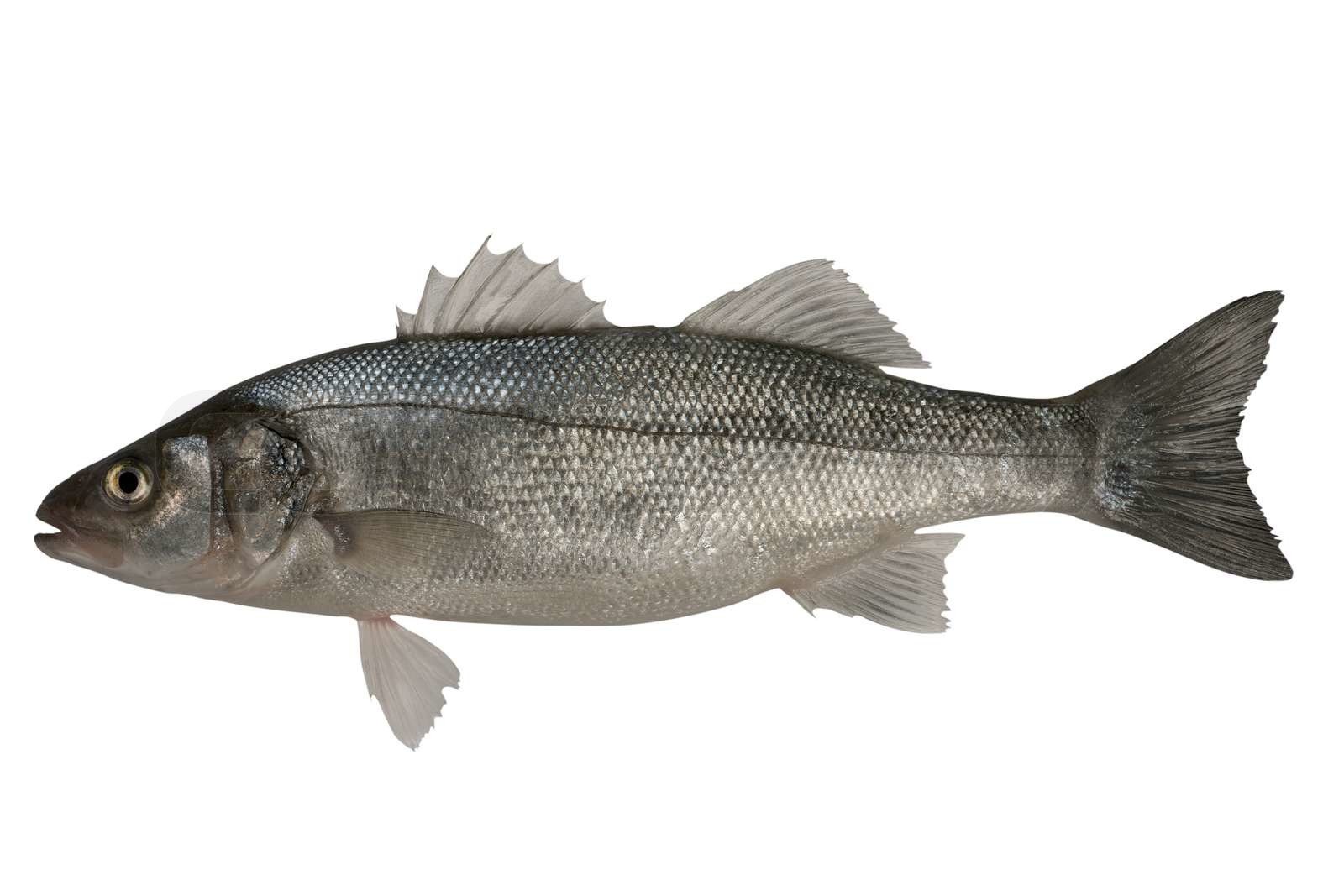 Seabass, Dicentrarchus labrax | Stock image | Colourbox