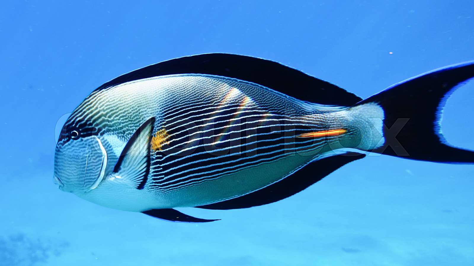 Surgeon fish | Stock image | Colourbox