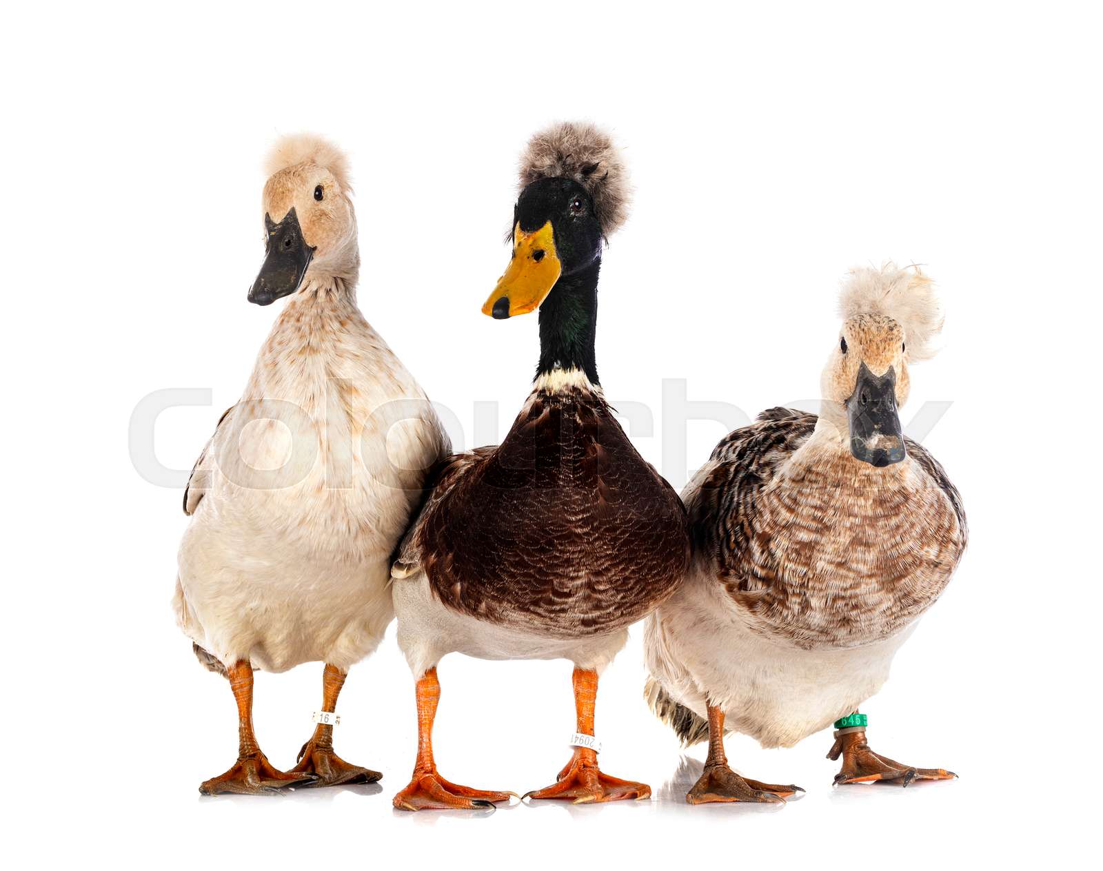 Crested Duck Breeds
