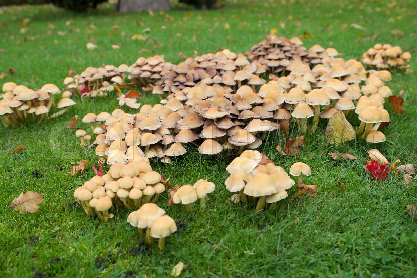 natur, track, mushroom | Stock image | Colourbox