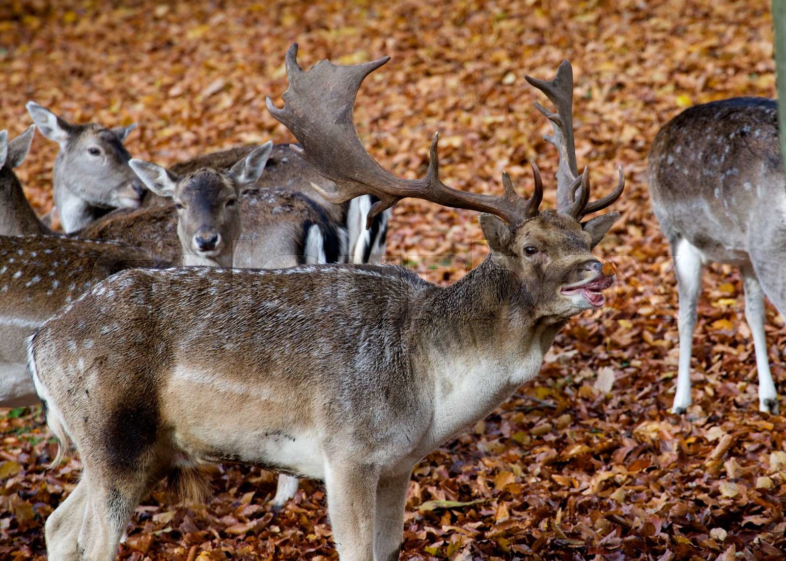 hjorte i dyrehaven | Stock foto | Colourbox