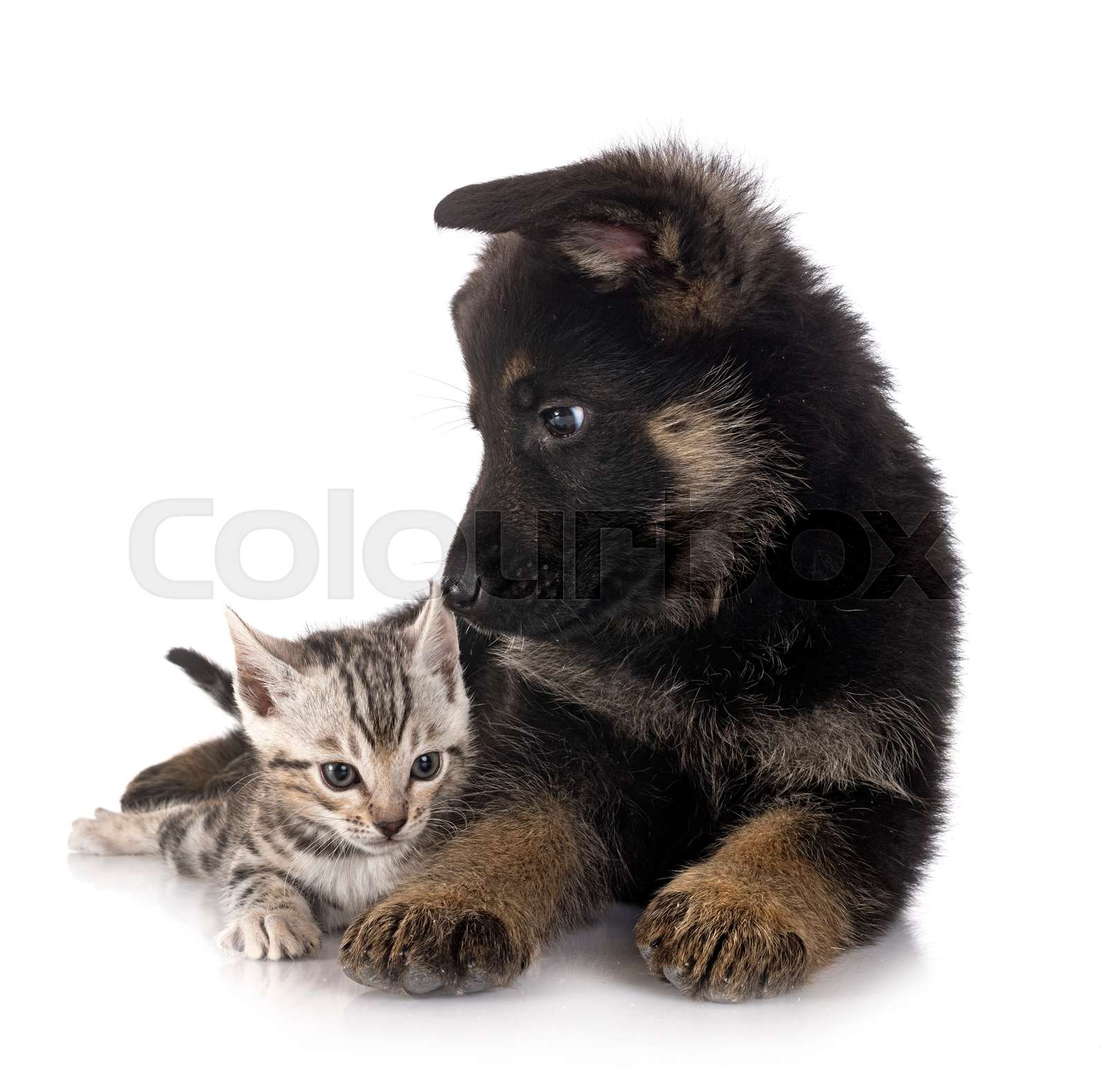 puppy german shepherd and kitten | Stock image | Colourbox