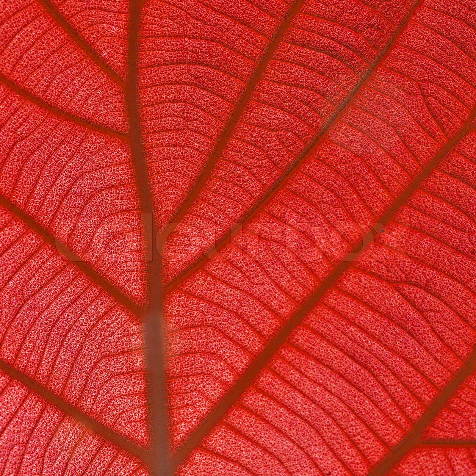 Red leaf texture | Stock image | Colourbox