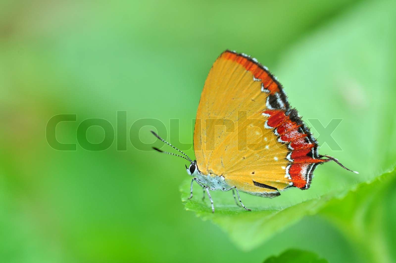 Gold and Red Butterfly | Stock image | Colourbox