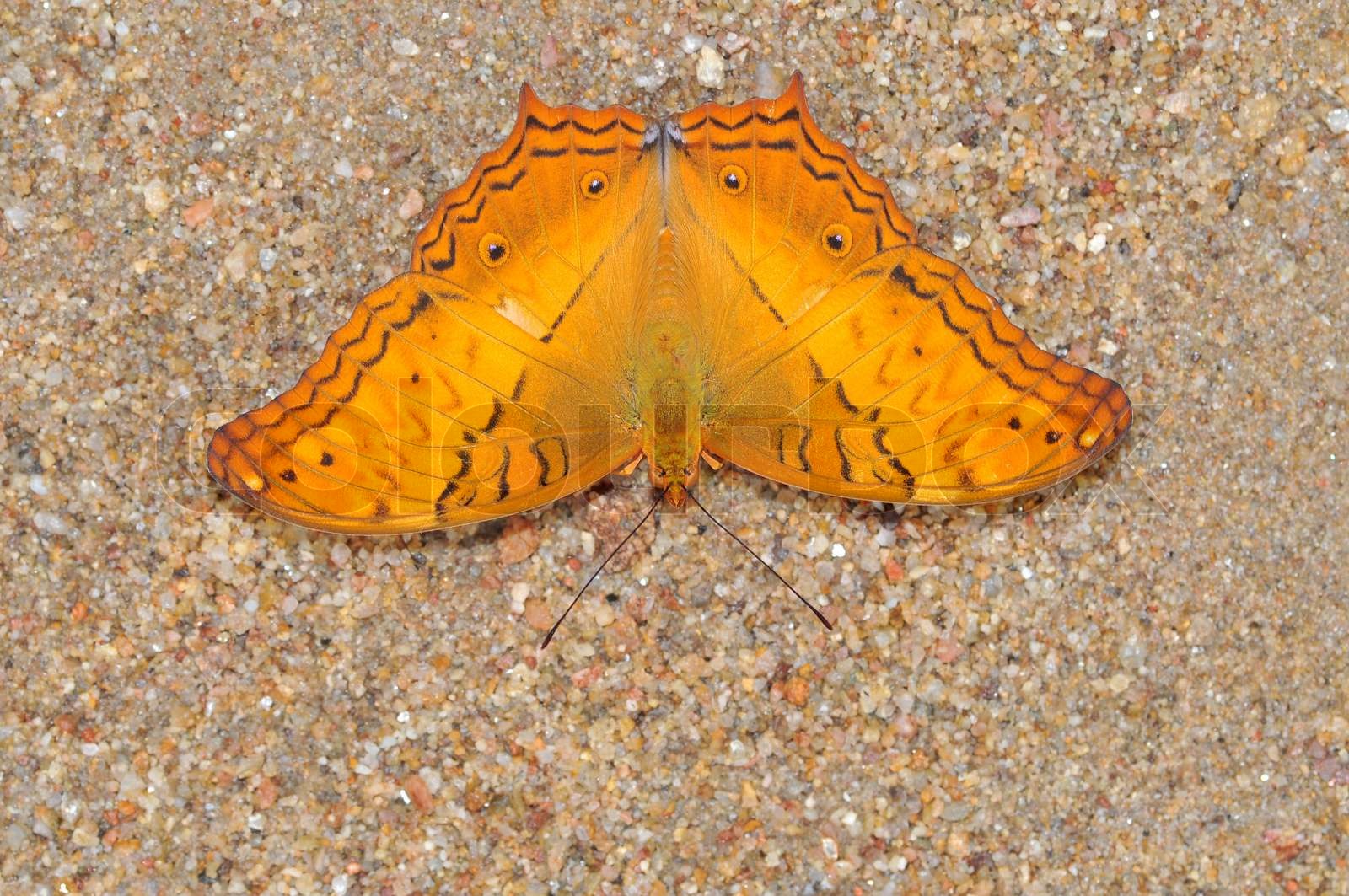 Orange butterfly on nature Common Cruiser, Vindula erota | Stock image ...