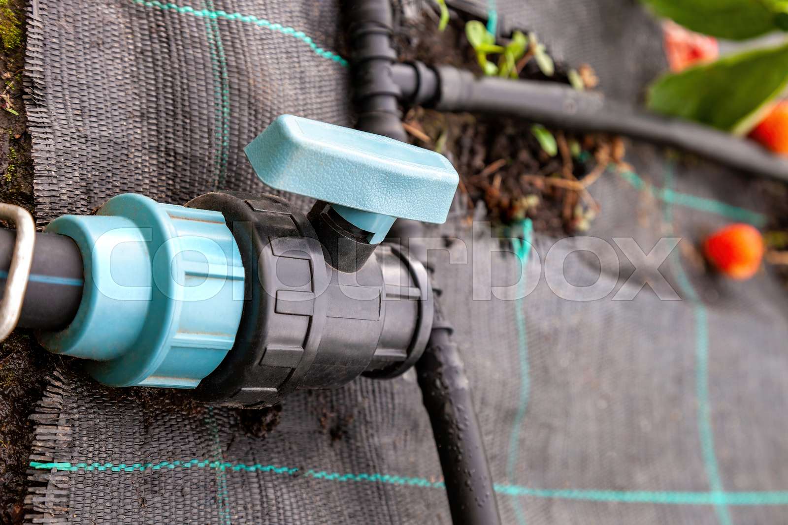 Ball valve on drip irrigation pipe | Stock image | Colourbox