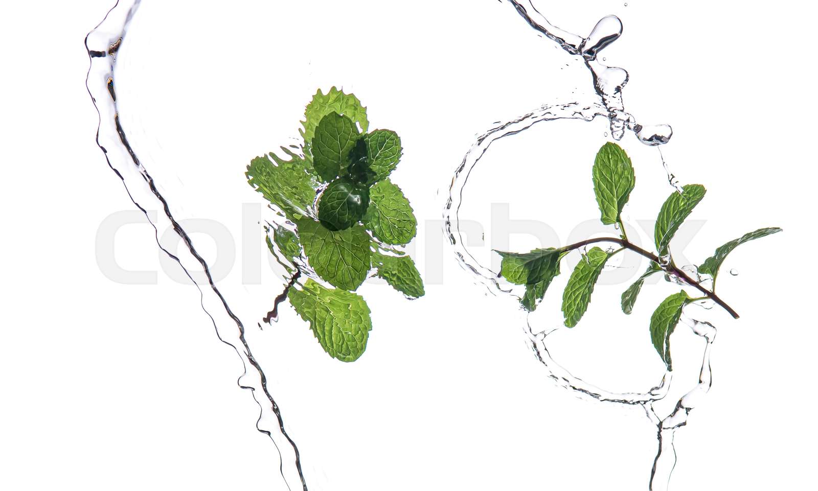 green mint with water splash isolated on white | Stock image | Colourbox