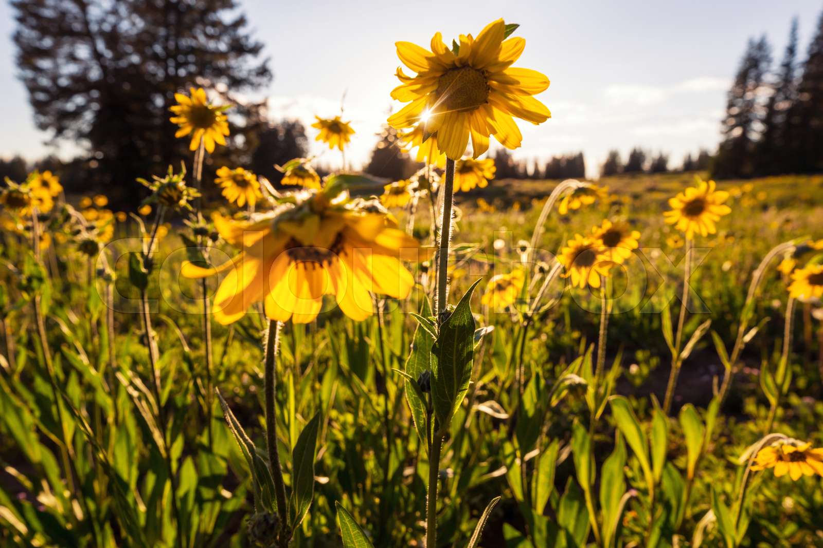 Sunny meadow | Stock image | Colourbox