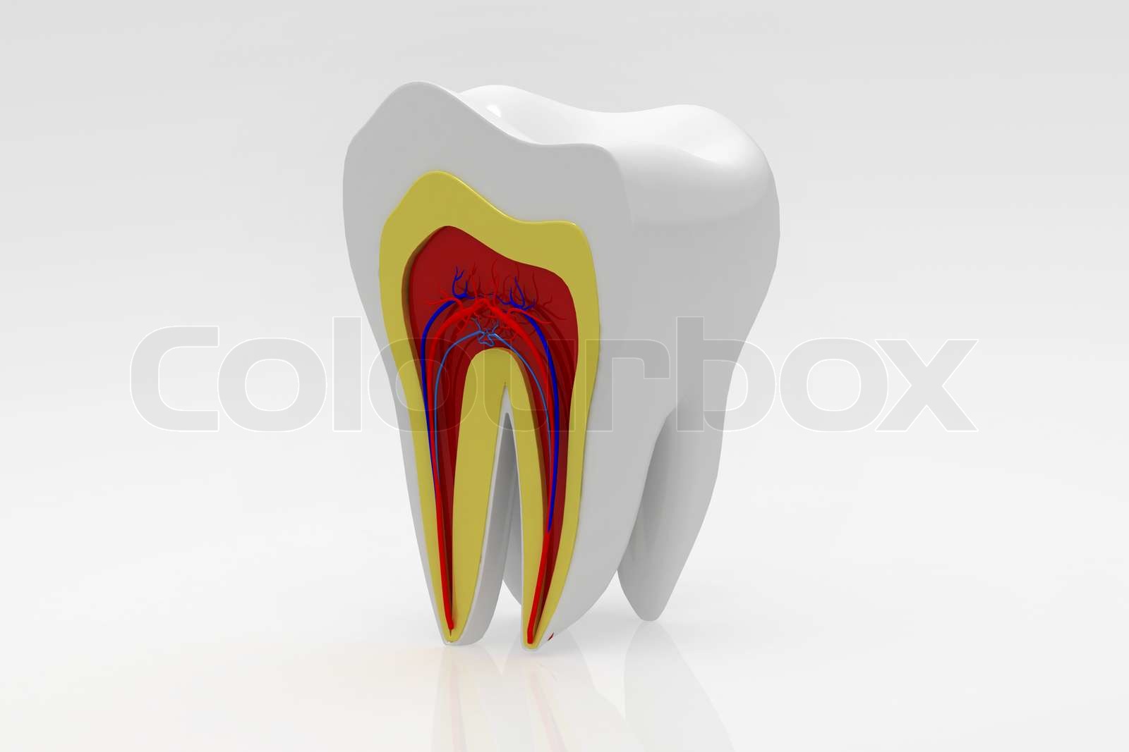 cross section of teeth | Stock image | Colourbox