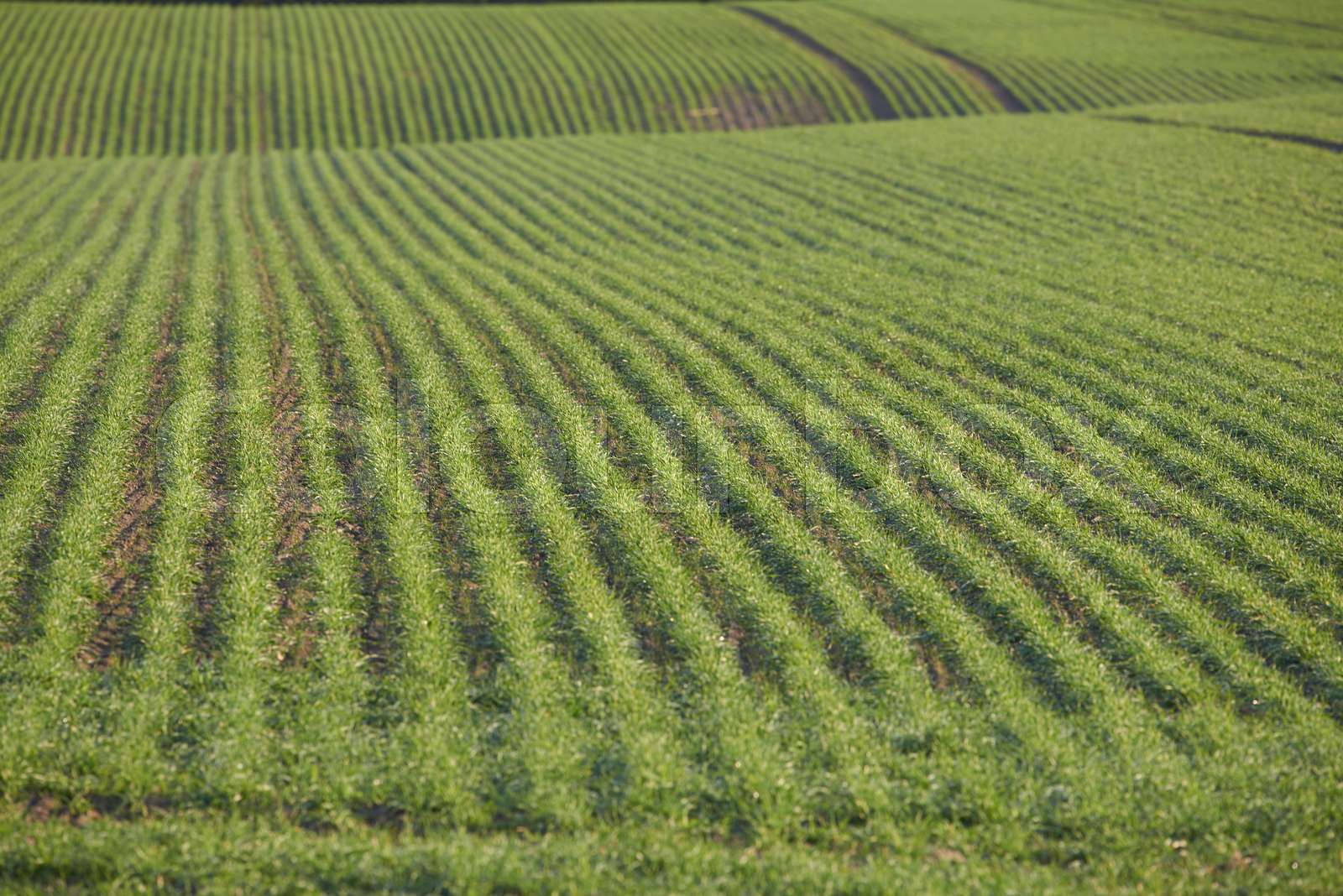 Mark, pløje, landbrug, grøn, stub, spirre | Stock foto | Colourbox