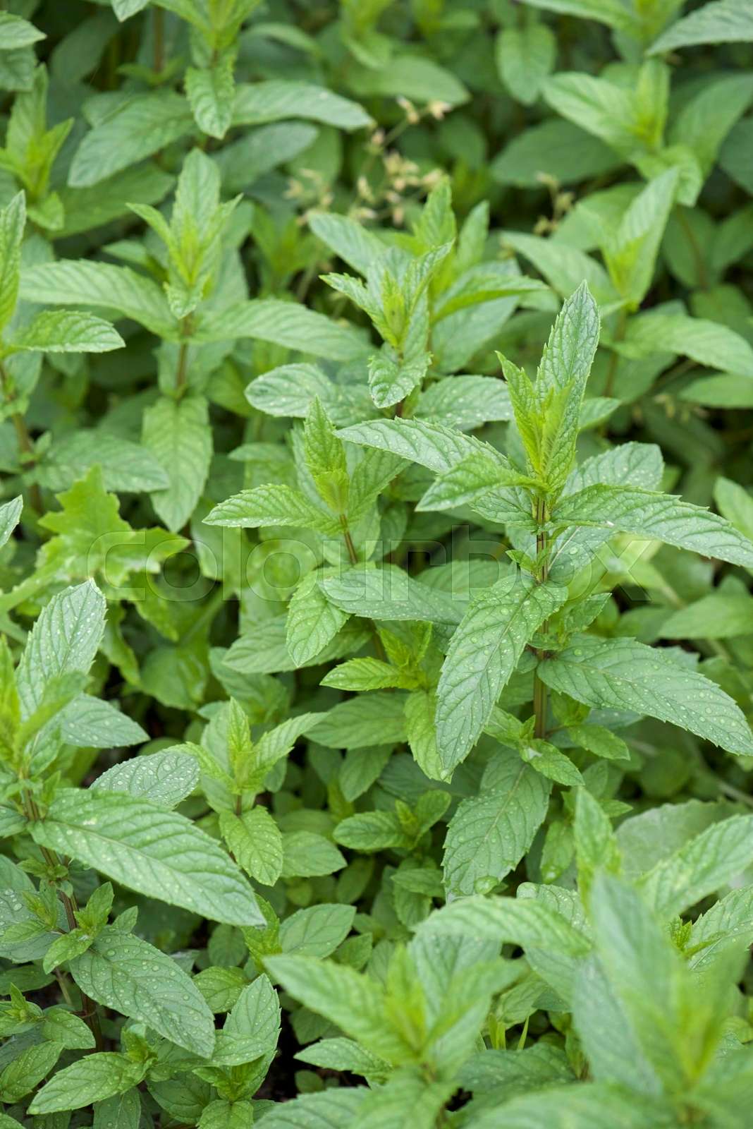 Grøn mynte, mynthe i køkkenhaven, have, krydderurt, urt, | Stock foto ...