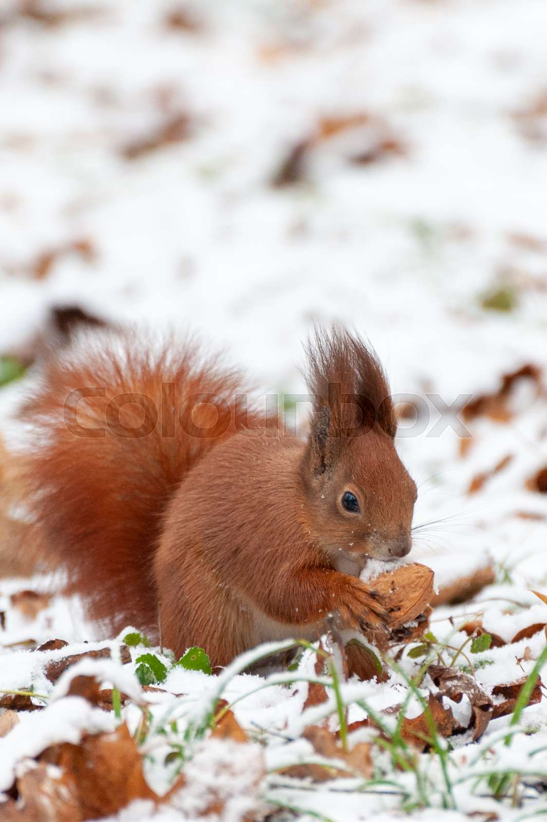 Baby European Red Squirrel