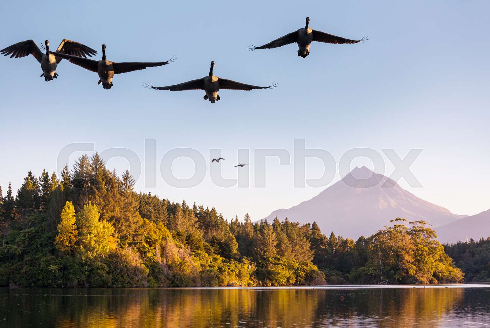 Goose in New Zealand | Stock image | Colourbox
