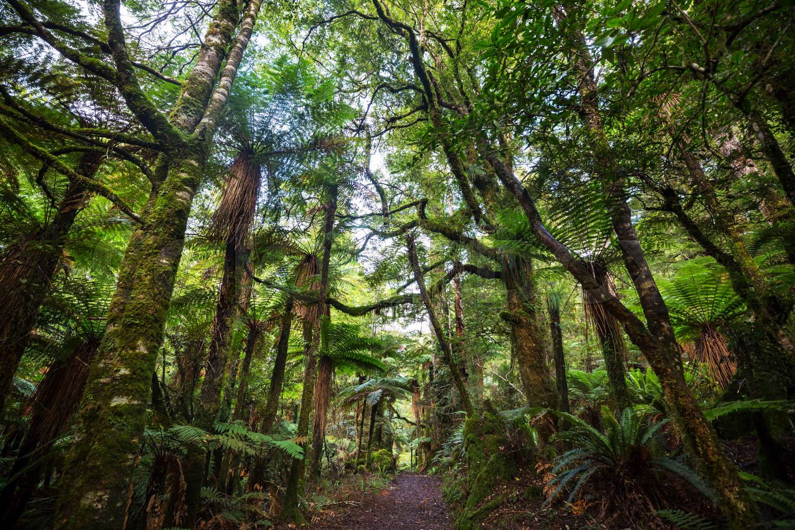 New Zealand forest | Stock image | Colourbox