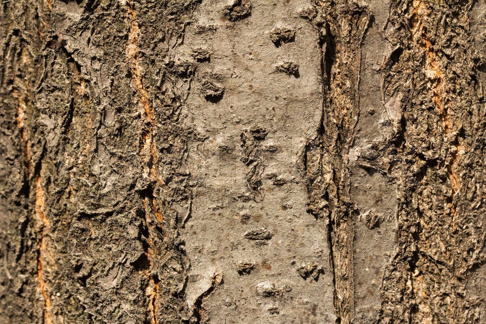 Baumrinde als Hintergrund | Stock Bild | Colourbox