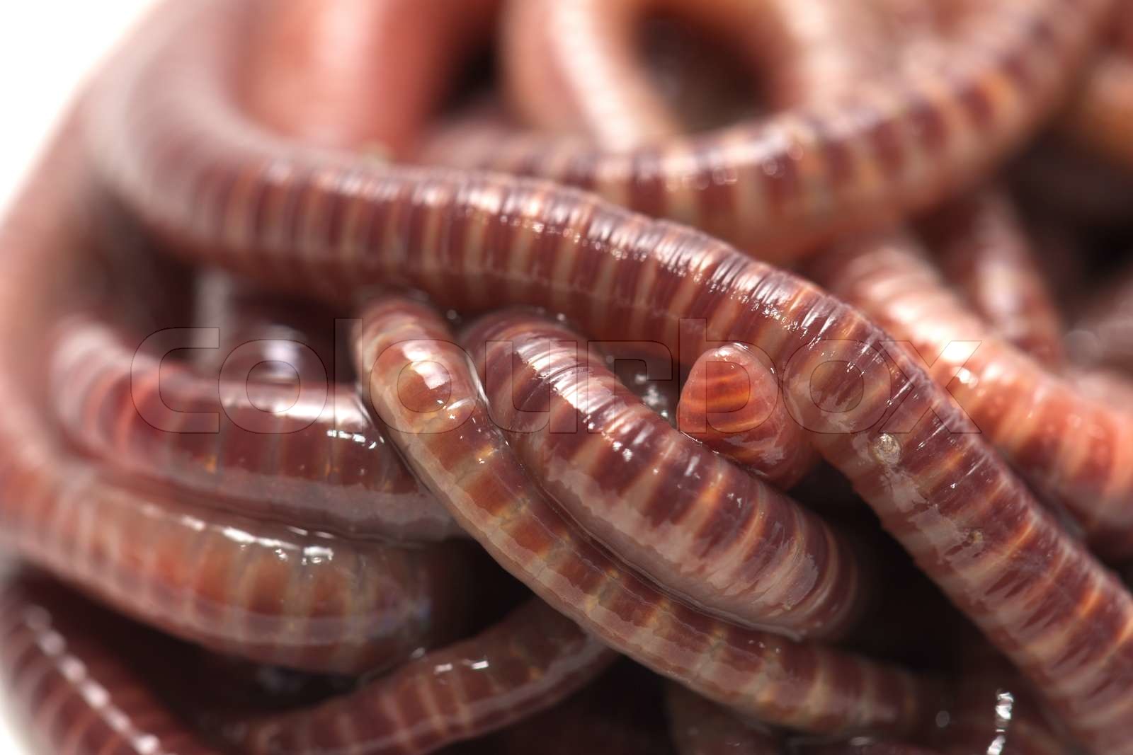 earthworms macro | Stock image | Colourbox
