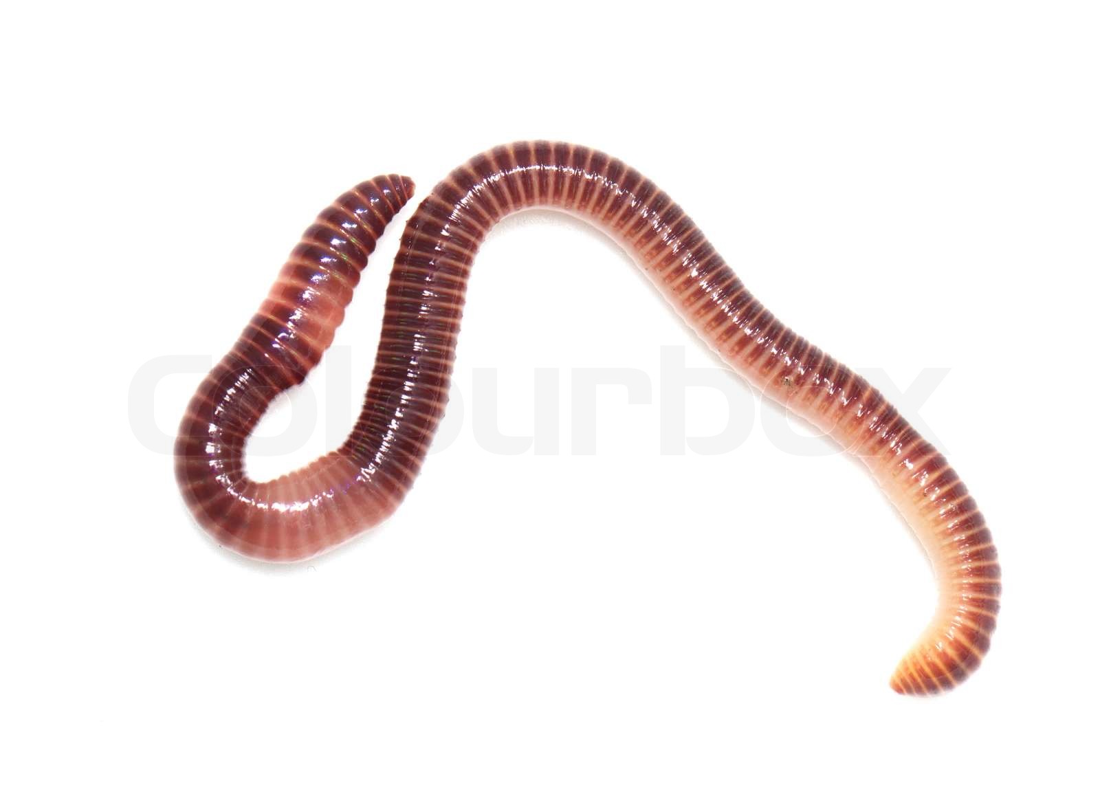 wurm, erdwurm, fotografie | Stock Bild | Colourbox