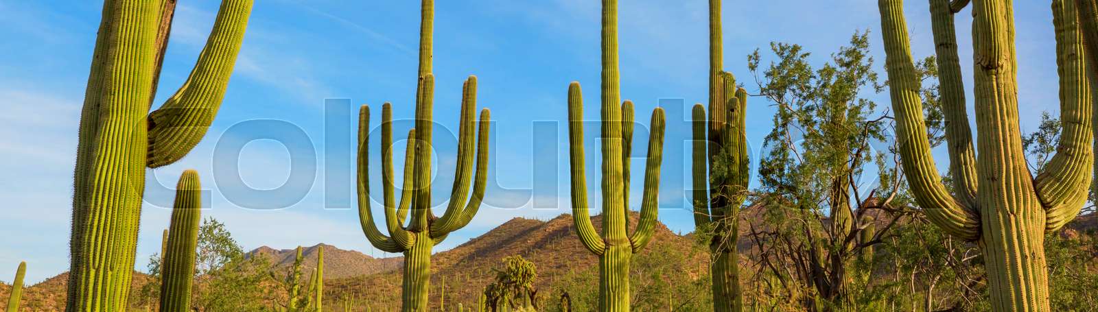 Cactus | Stock image | Colourbox