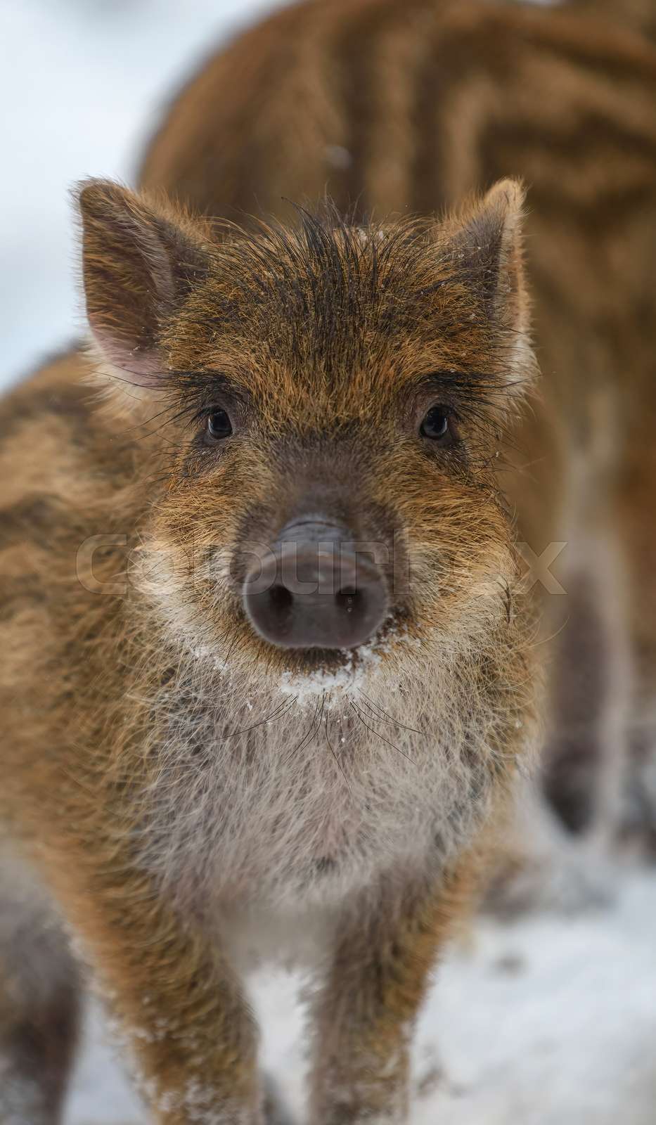 Baby Wild Boar