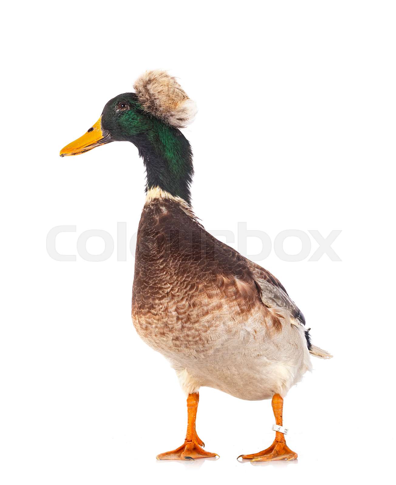 Crested Duck Breeds