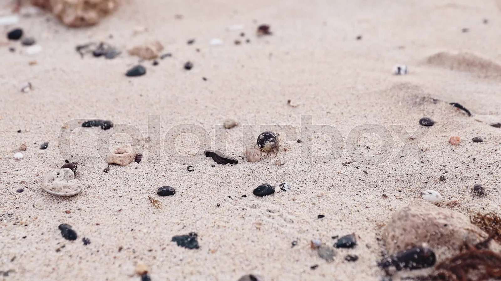 Permit crabs crawl on the sand on the sea coast. Beach of the Egyptian ...