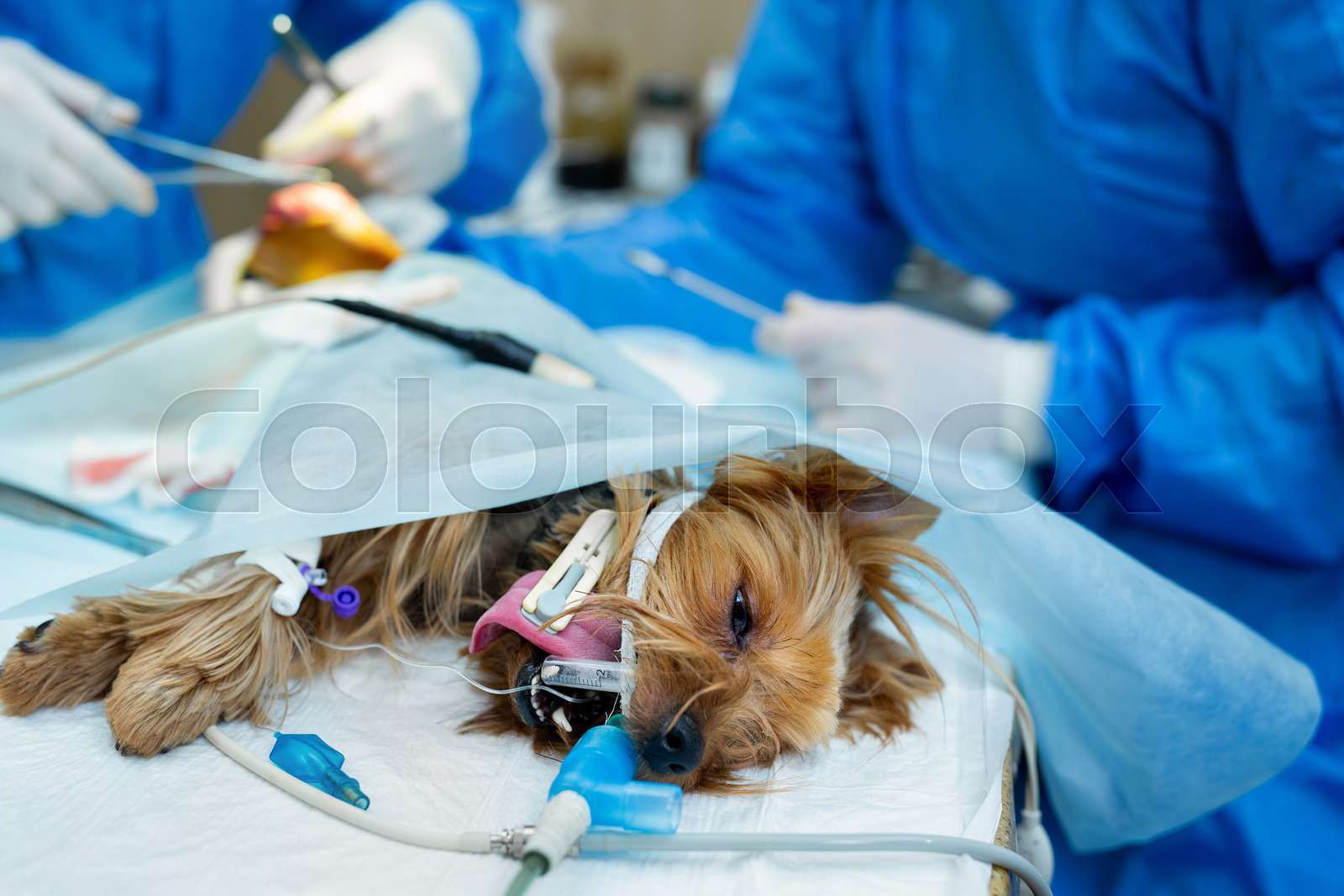 Veterinary clinic. Surgery dog's feet. The doctor sews up the leg of ...