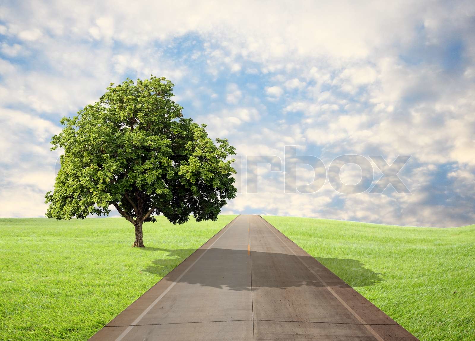 green grass, tree and road | Stock image | Colourbox