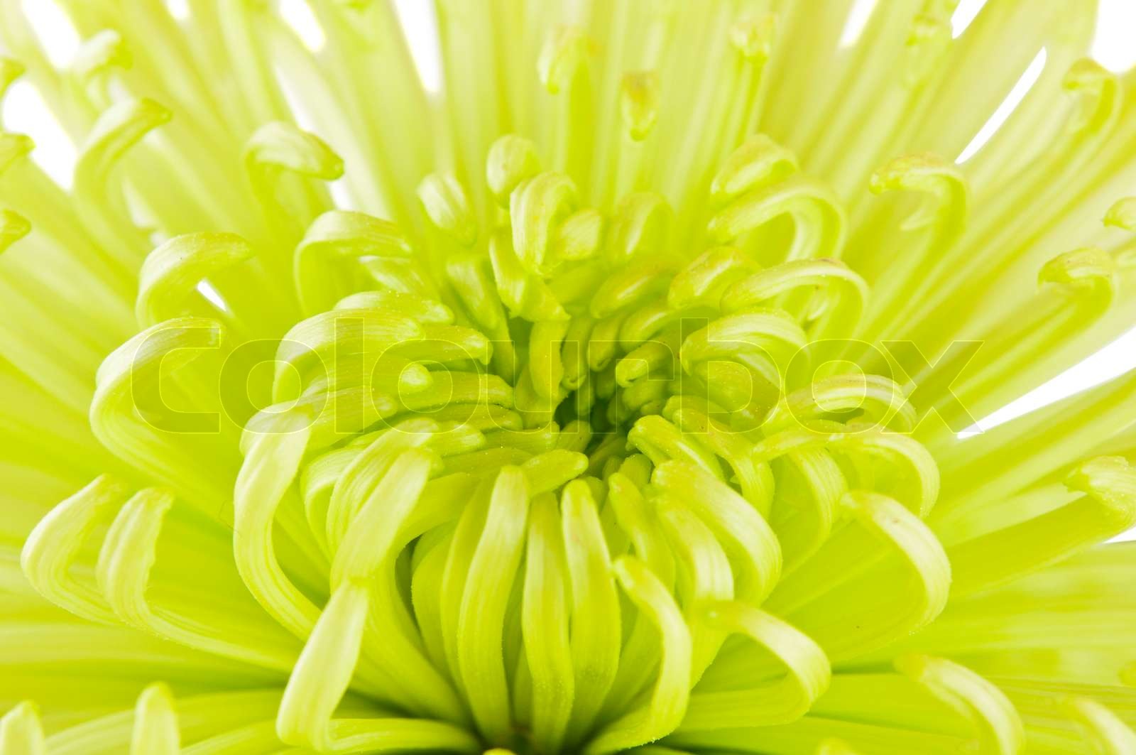 Lime Green Chrysanthemum Flower | Stock image | Colourbox