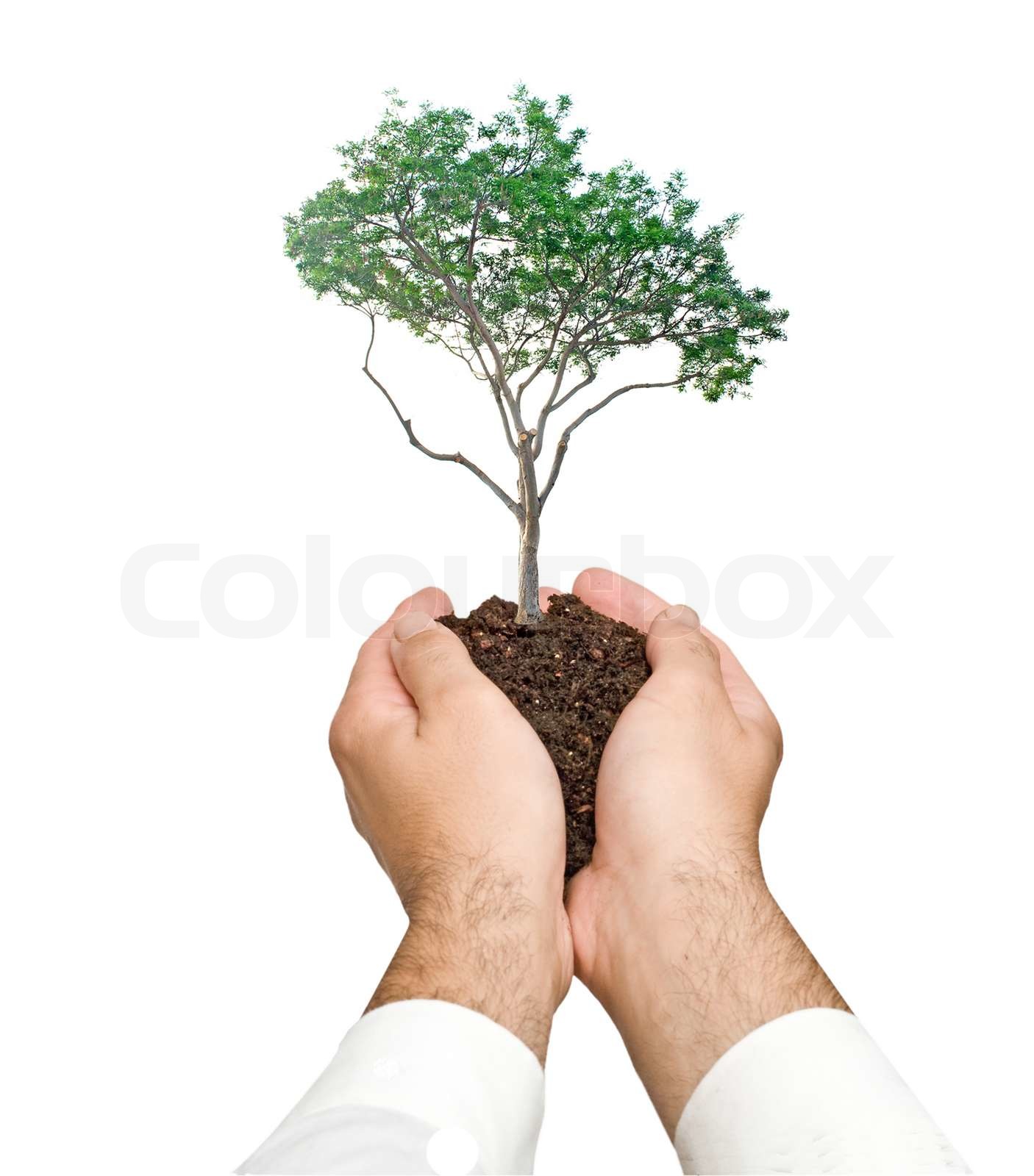 tree in hands | Stock image | Colourbox