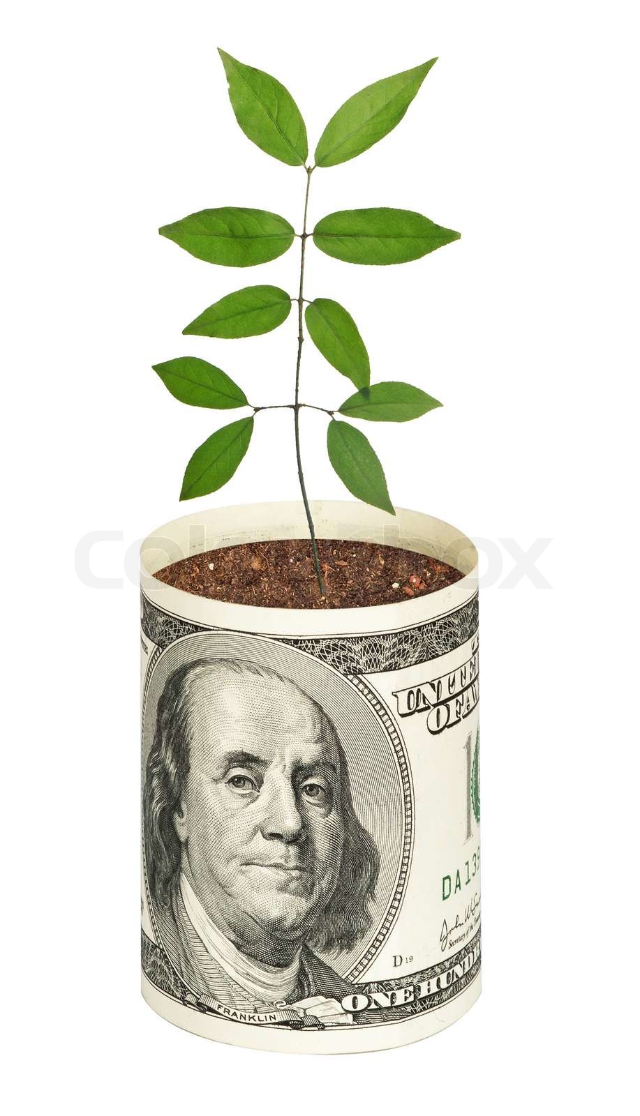 sapling growing from dollar bill | Stock image | Colourbox sapling growing from dollar bill | Stock image | Colourbox