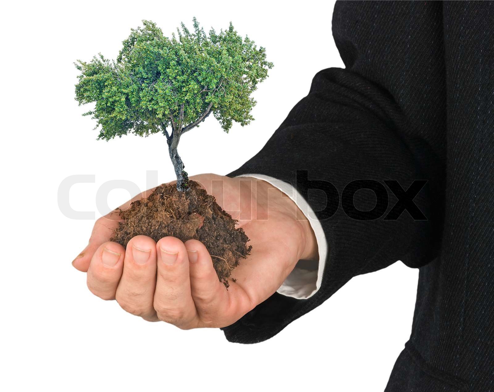 Tree in hand | Stock image | Colourbox
