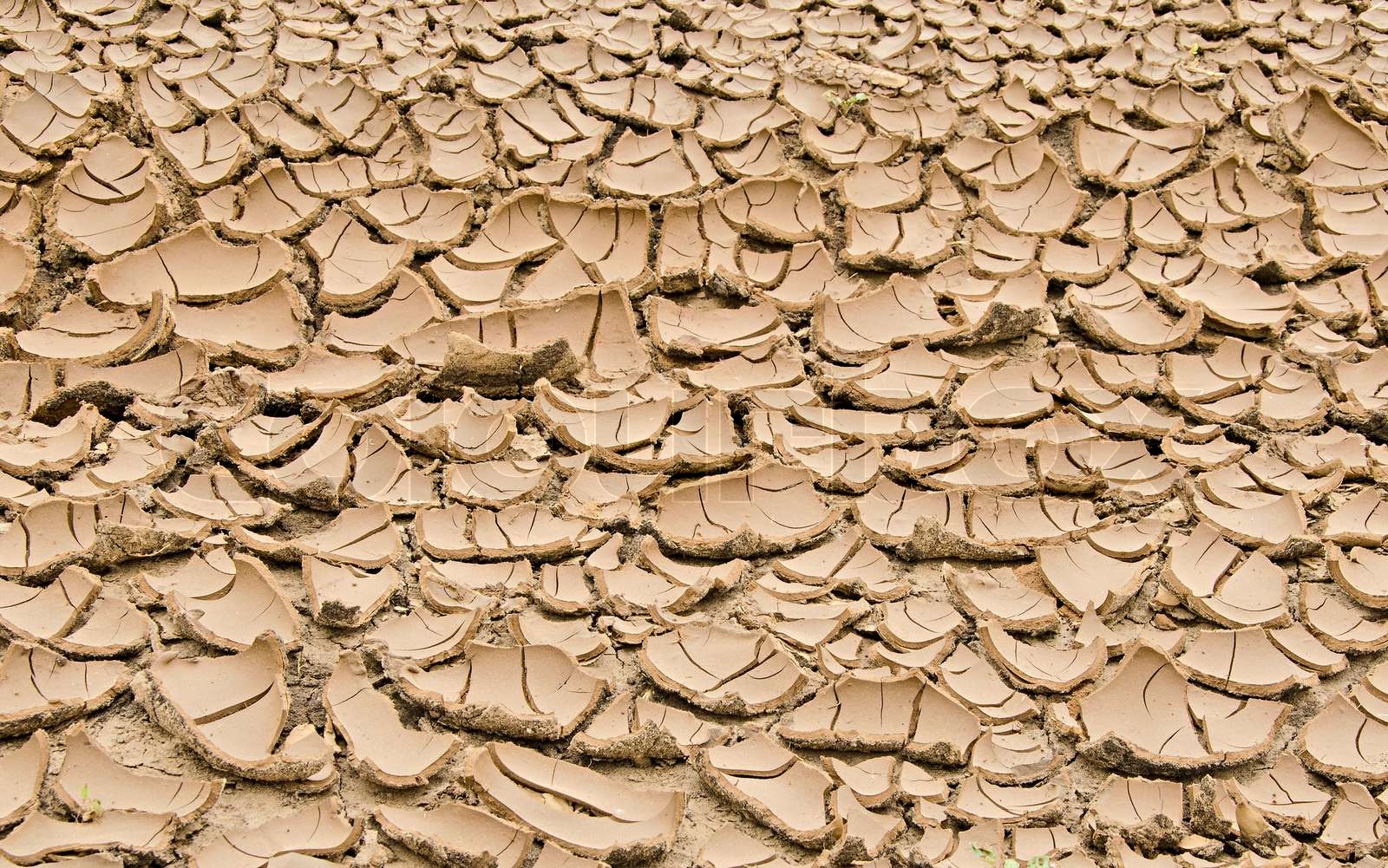 Dry soil at summer | Stock image | Colourbox