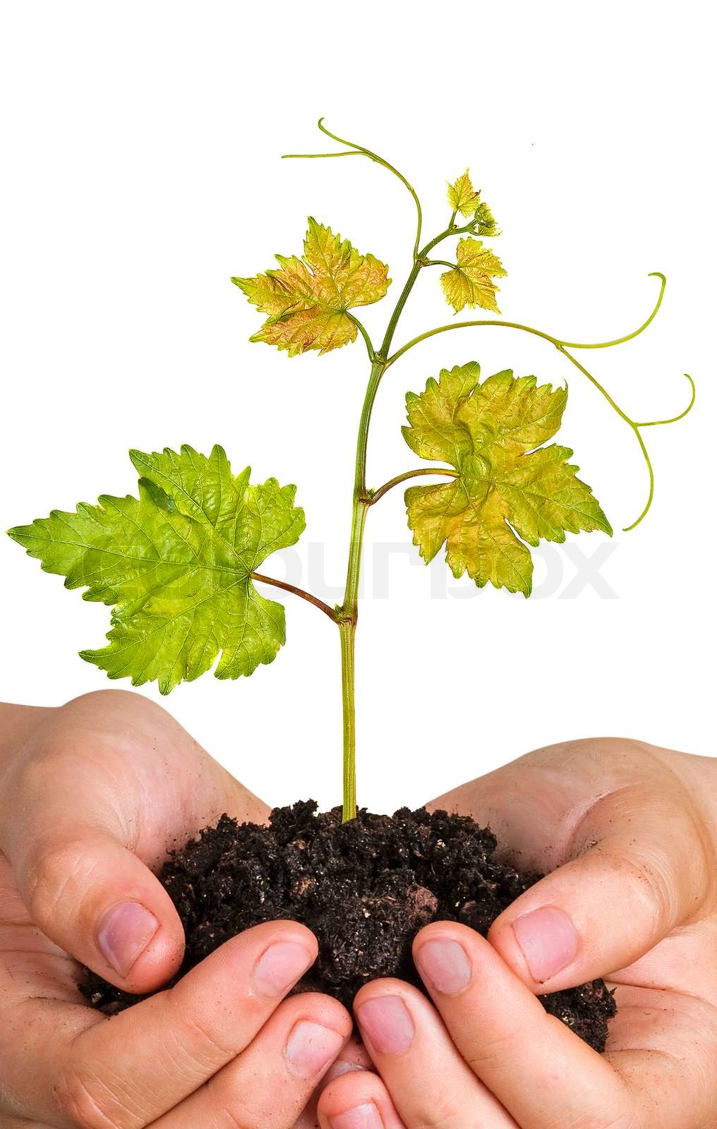 Grapevine seedling in hand | Stock image | Colourbox