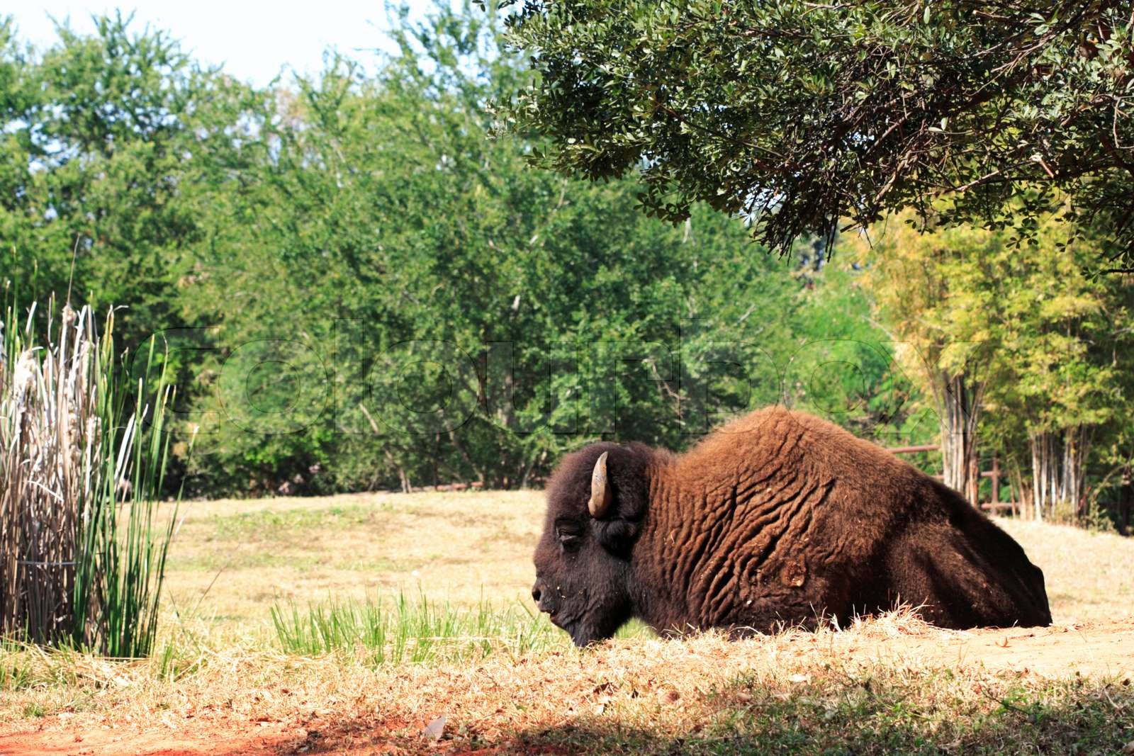 Gaur in zoo | Stock image | Colourbox