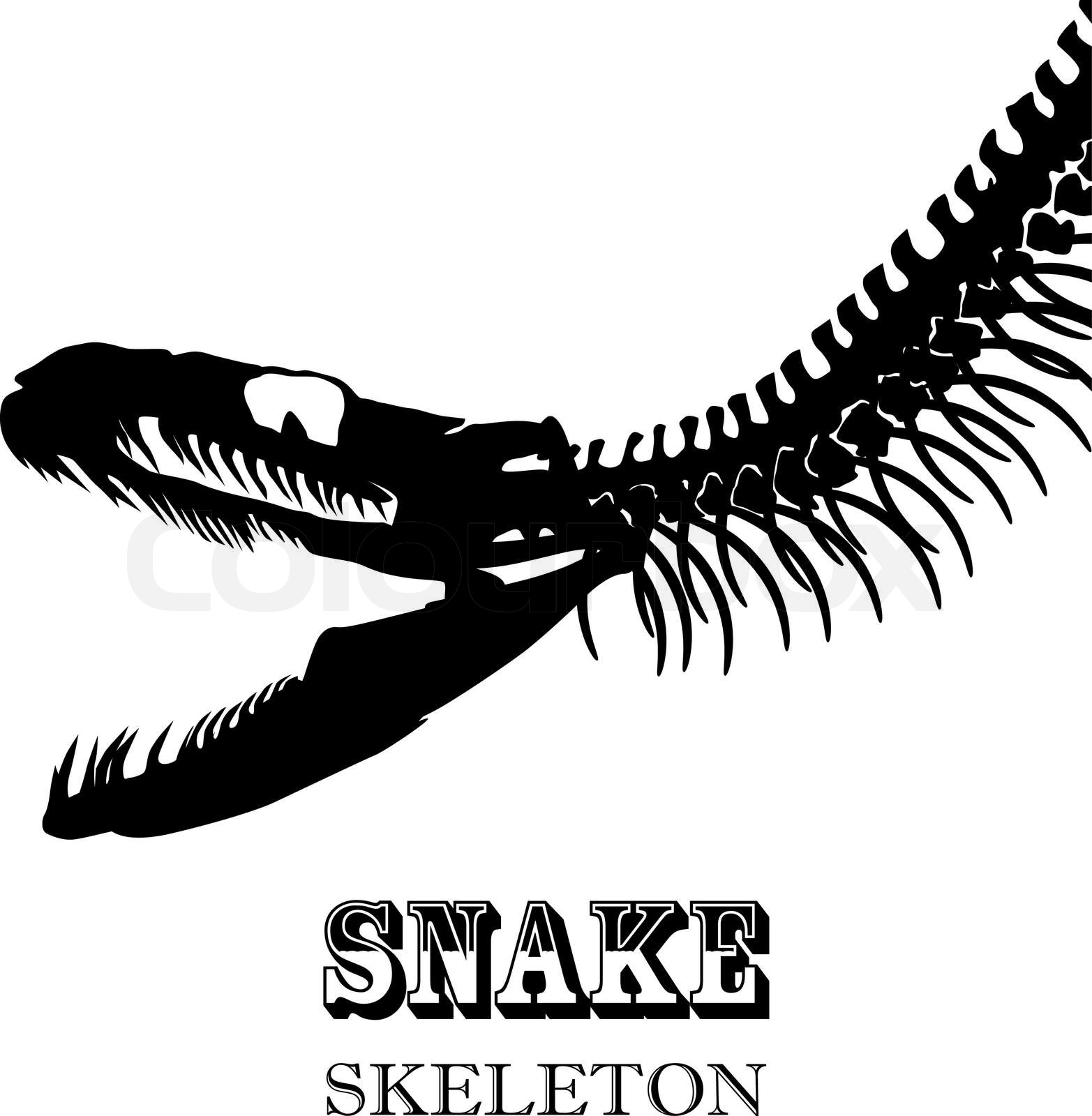 Snake Skeleton | Stock vector | Colourbox