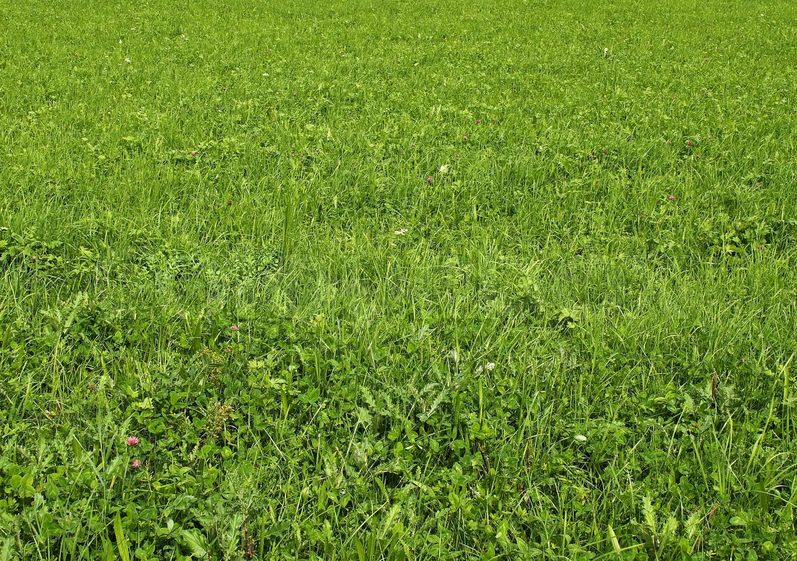 Wiese | Stock Bild | Colourbox