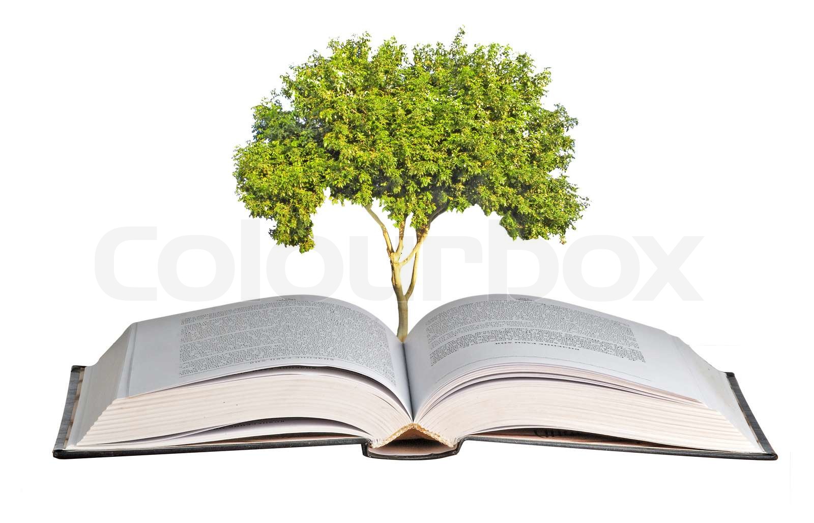 Tree seedling growing from book | Stock image | Colourbox