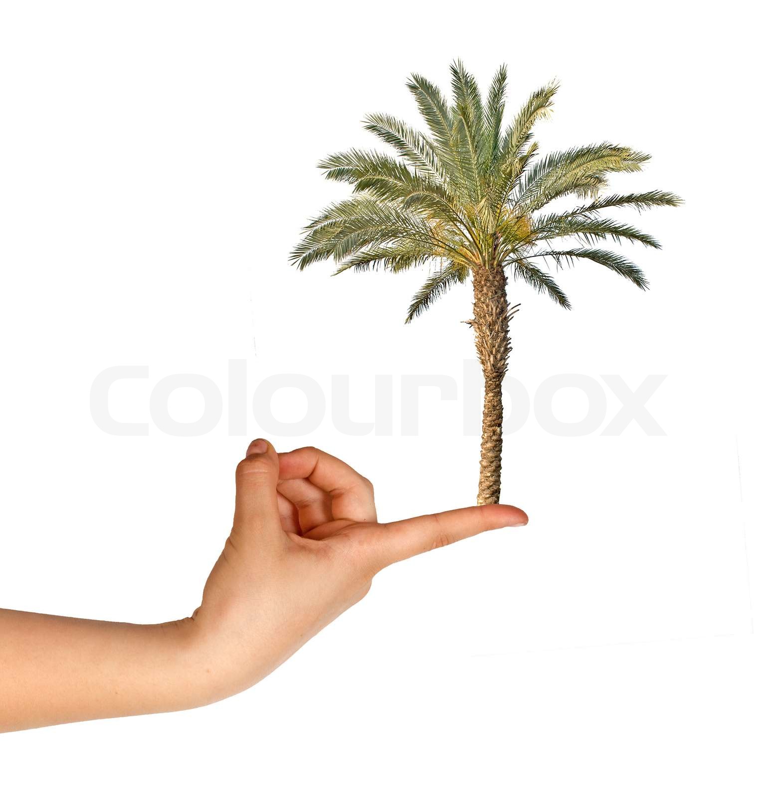 Palme på fingeren | Stock foto | Colourbox