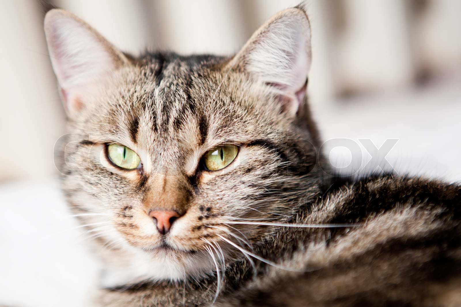 Tabby Cat looking into camera | Stock image | Colourbox