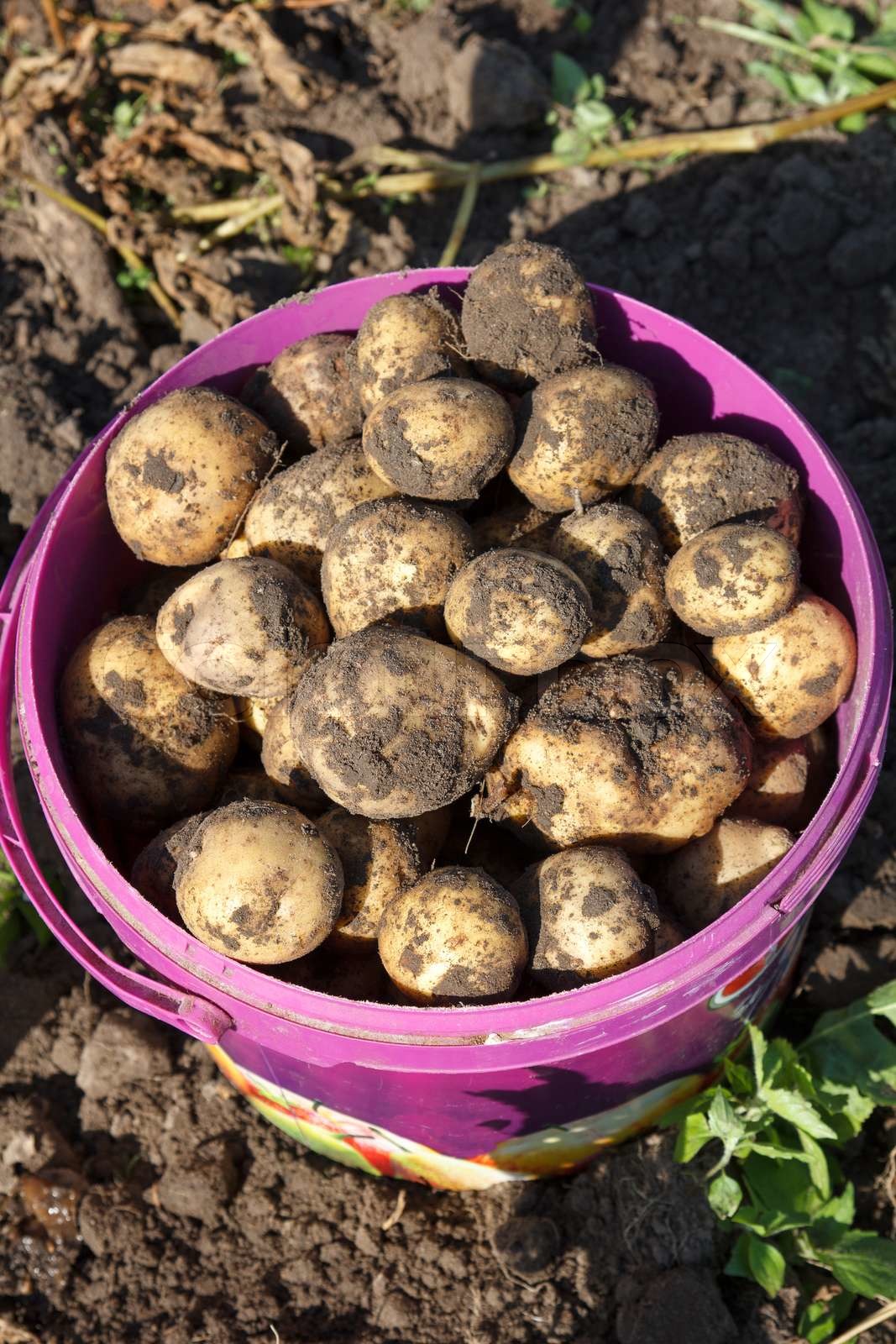 raw potatoes | Stock image | Colourbox