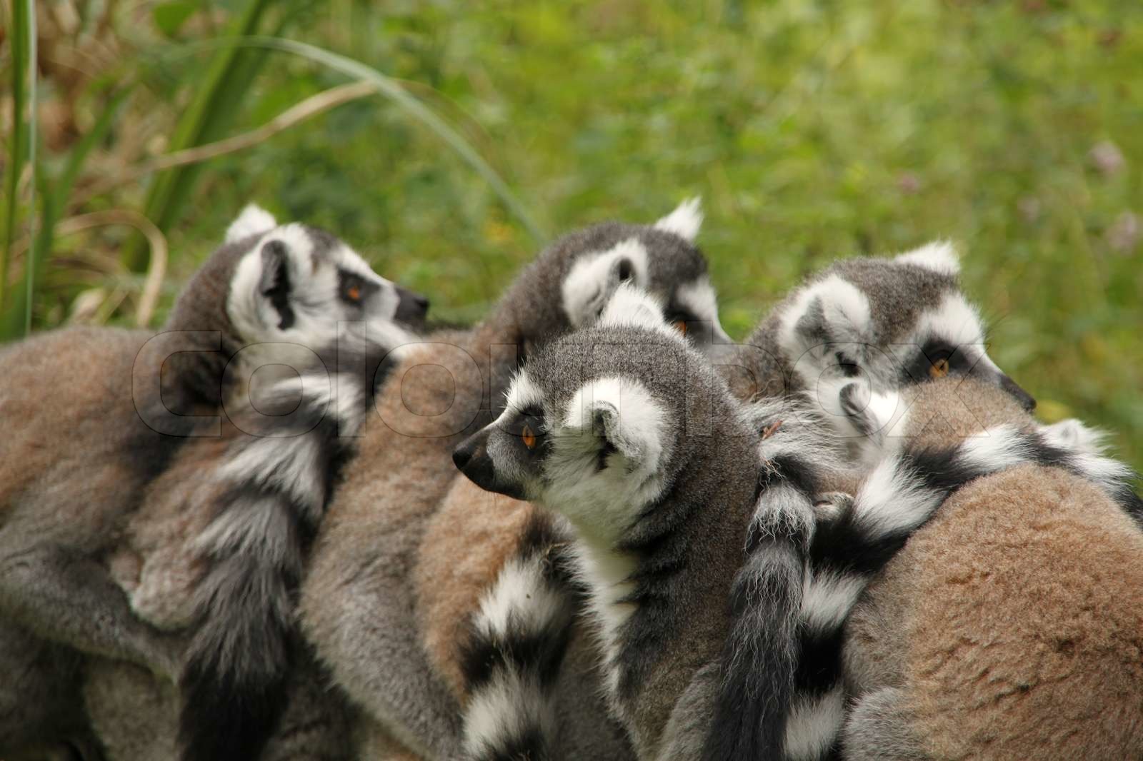 A lot of monkeys. | Stock image | Colourbox