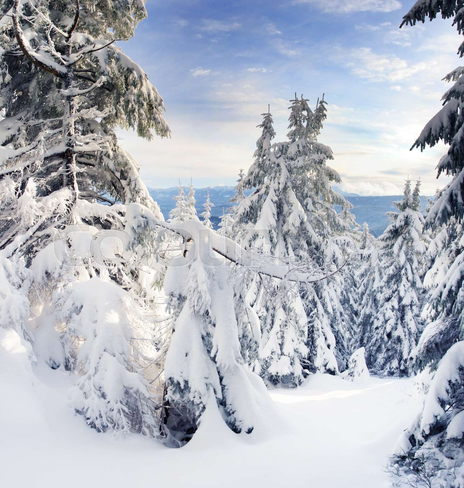 tree, alp, schneesturm | Stock Bild | Colourbox