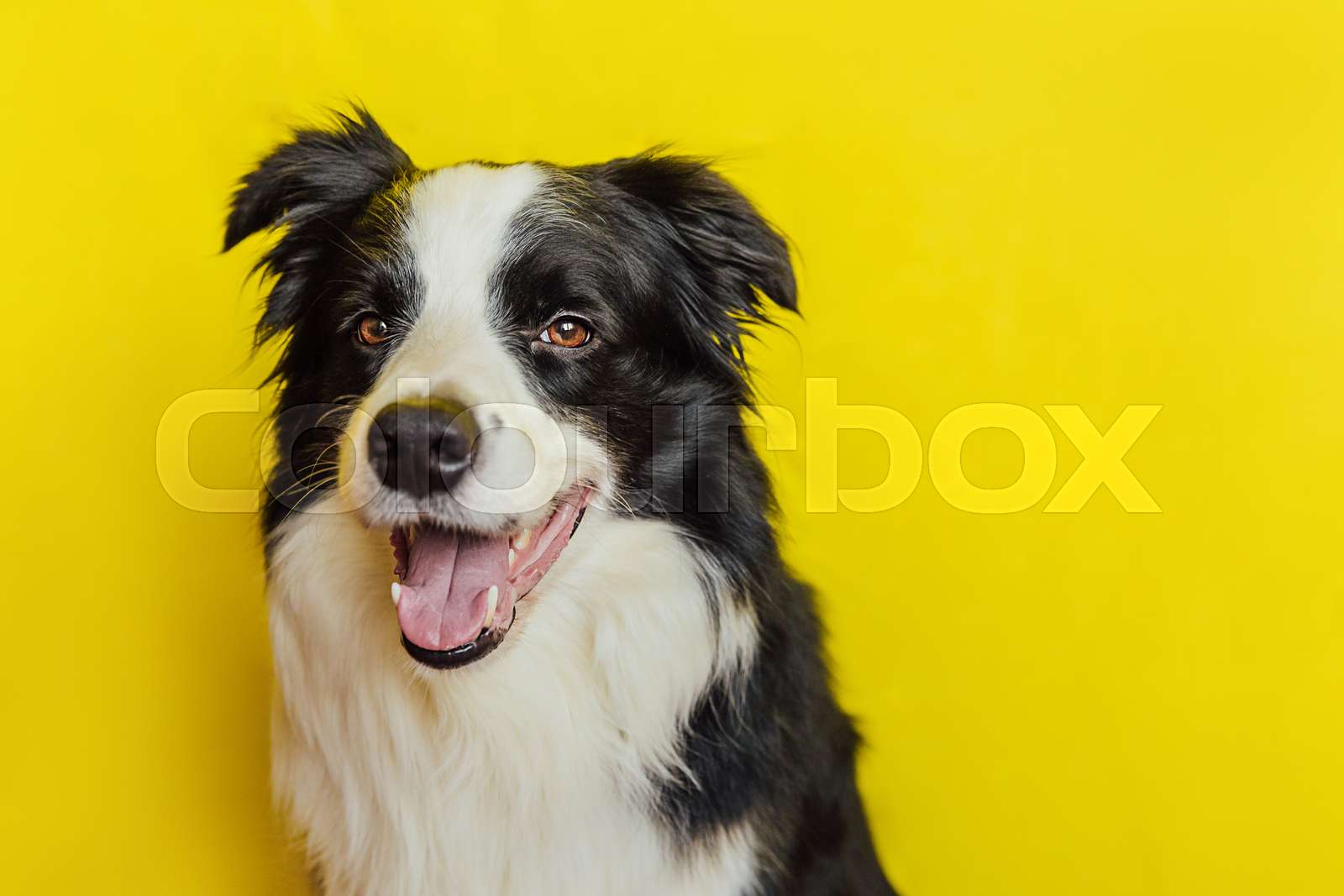 Yellow Border Collie