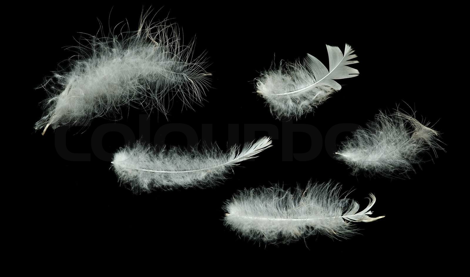 Close up der weißen Federn | Stock Bild | Colourbox