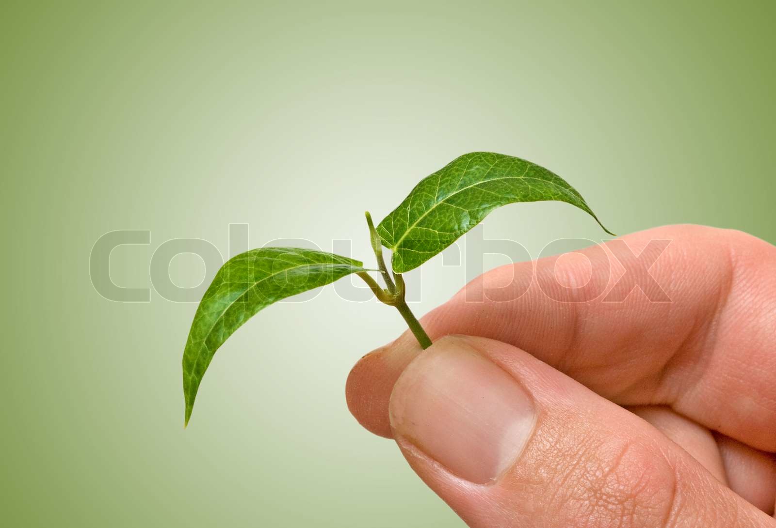 seedling in hand | Stock image | Colourbox