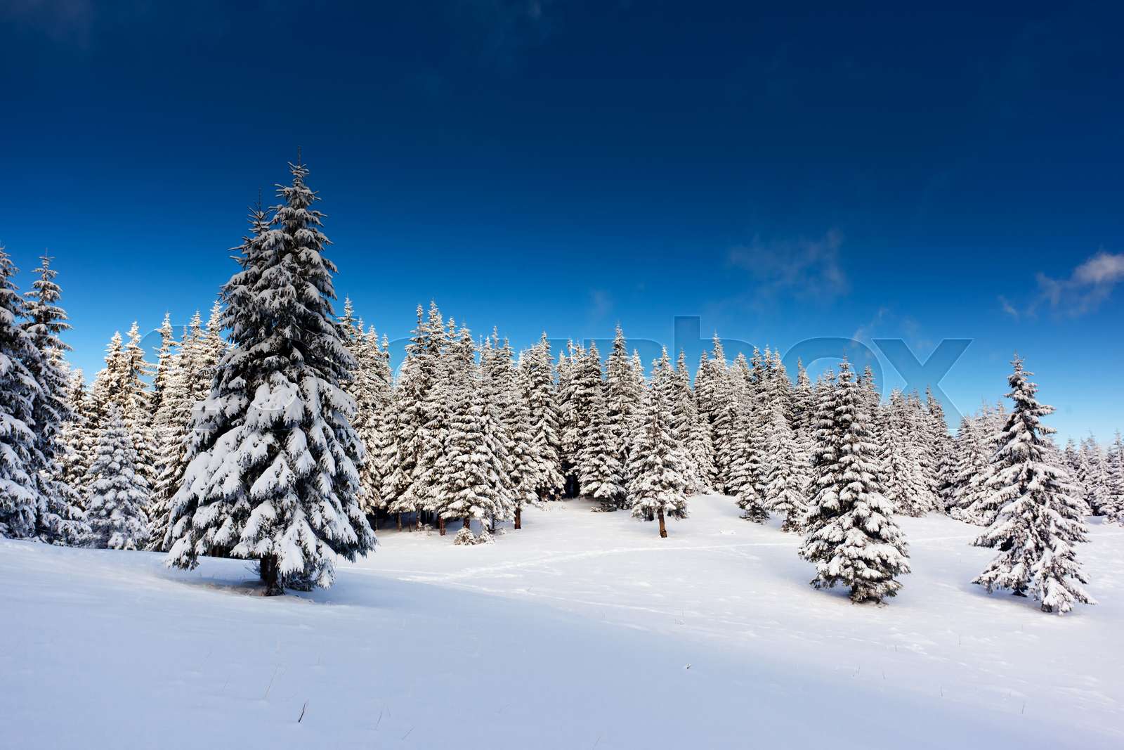 alp, schneesturm, im | Stock Bild | Colourbox