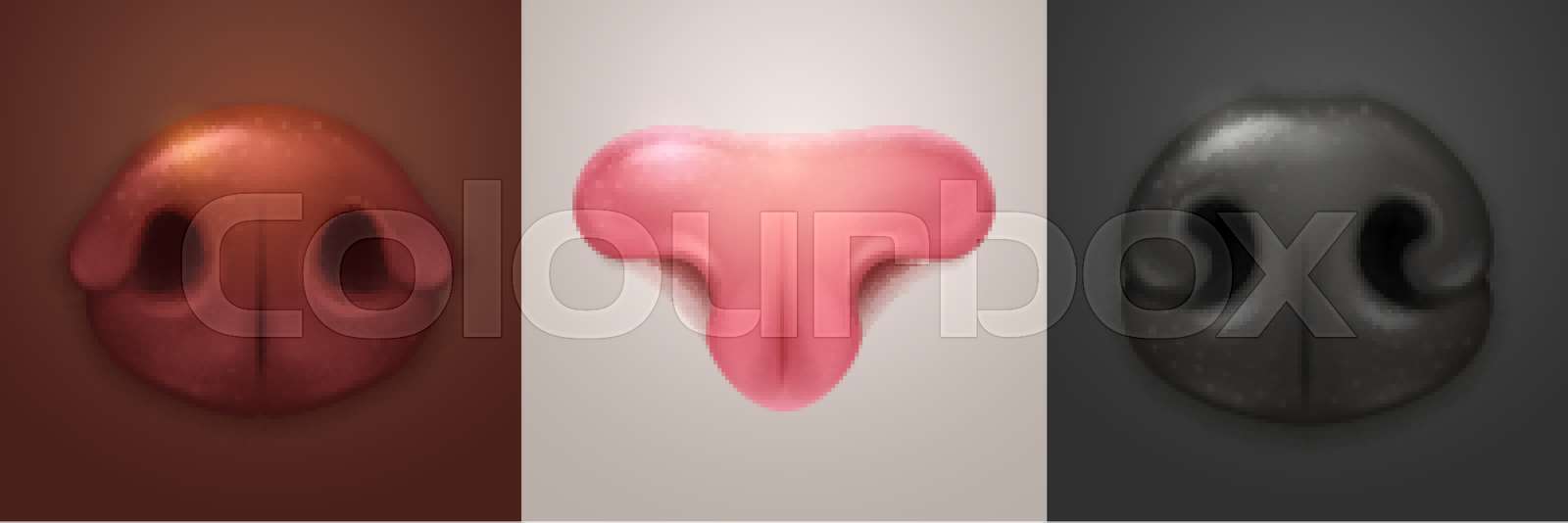 Dog and cat noses, vector animal snouts, pets | Stock vector | Colourbox