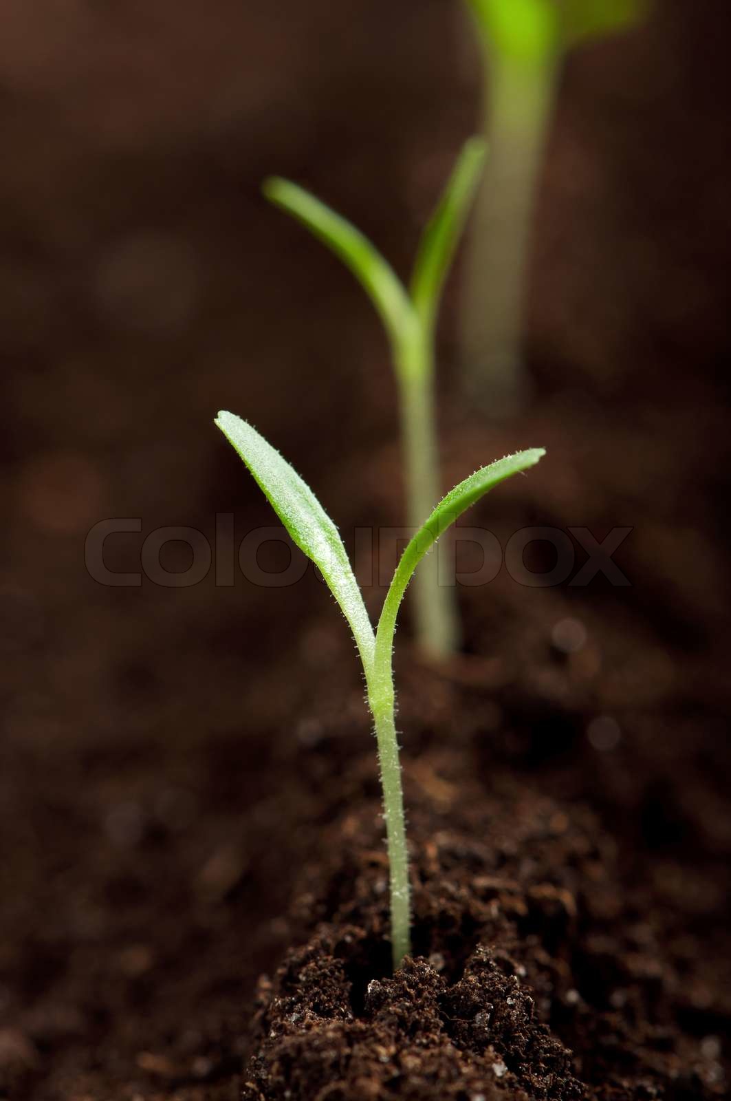 Green seedling | Stock image | Colourbox