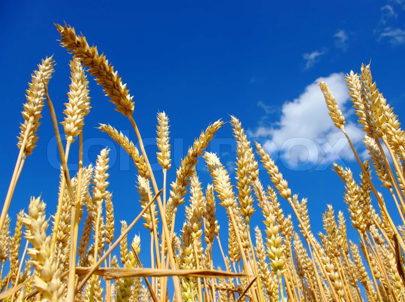 Wheat | Stock image | Colourbox